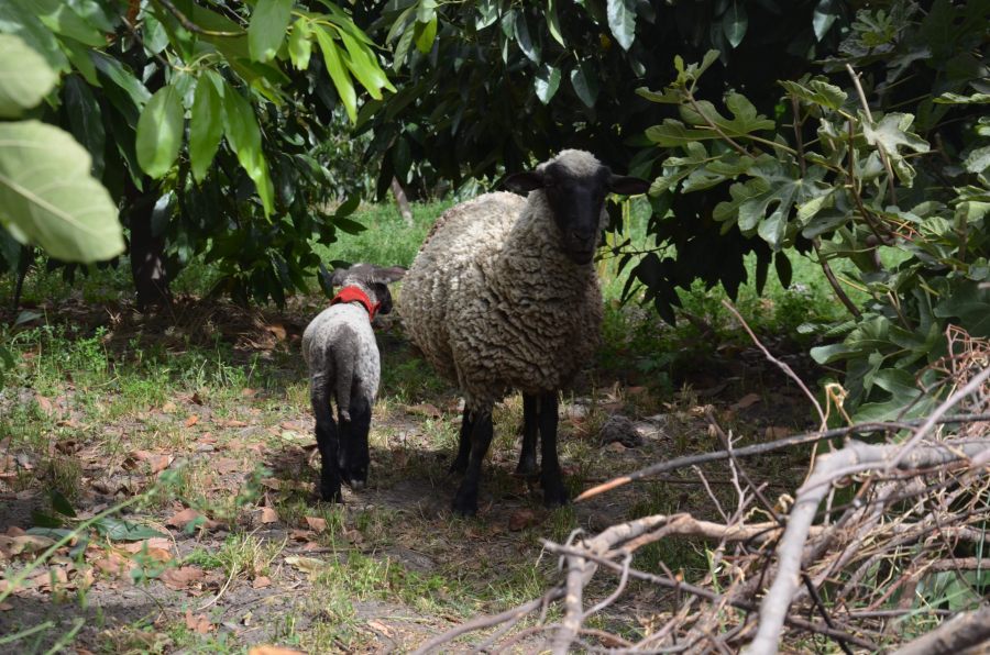 Ovejas Peru - Travelanding